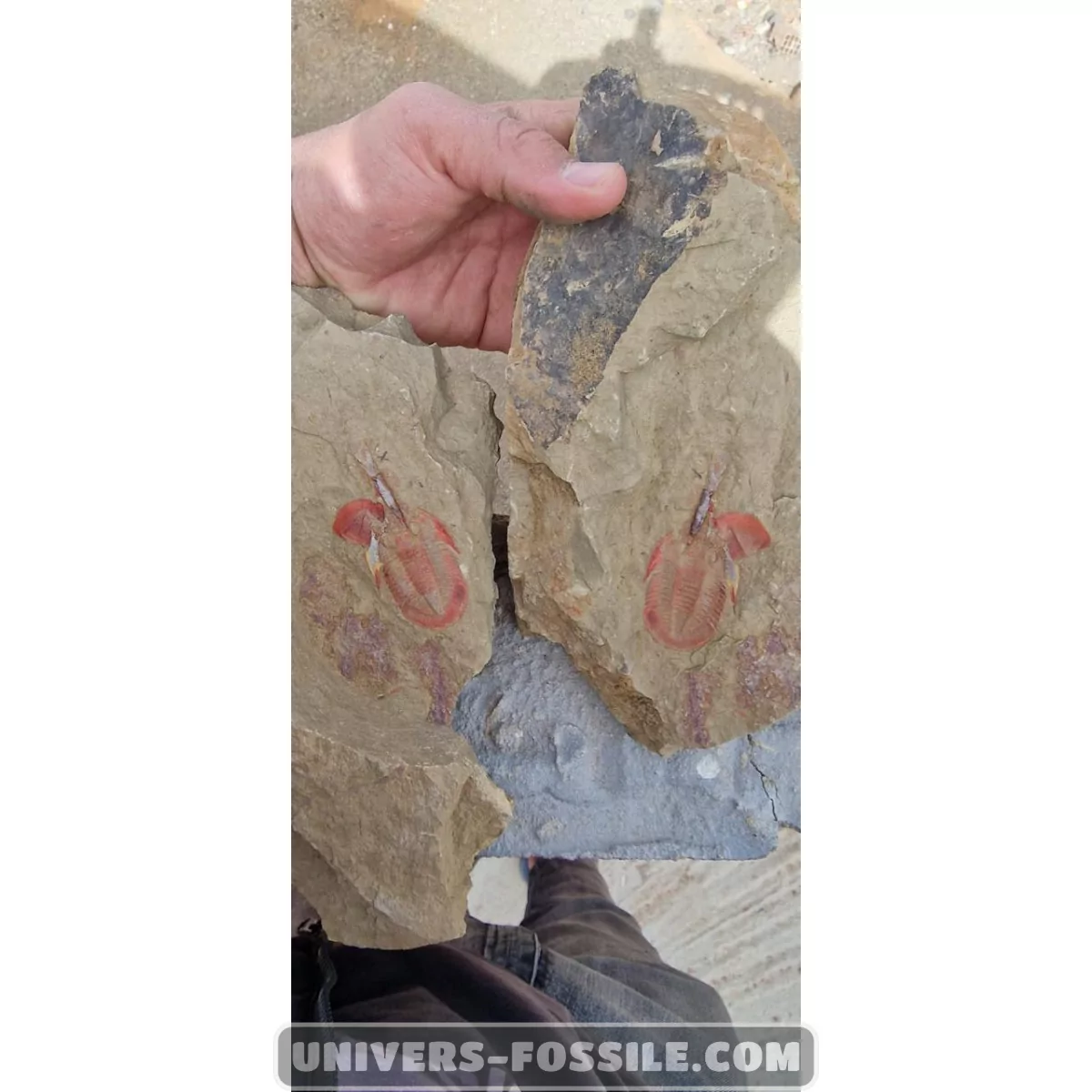 Asaphellus fezouatensis - Univers Fossile