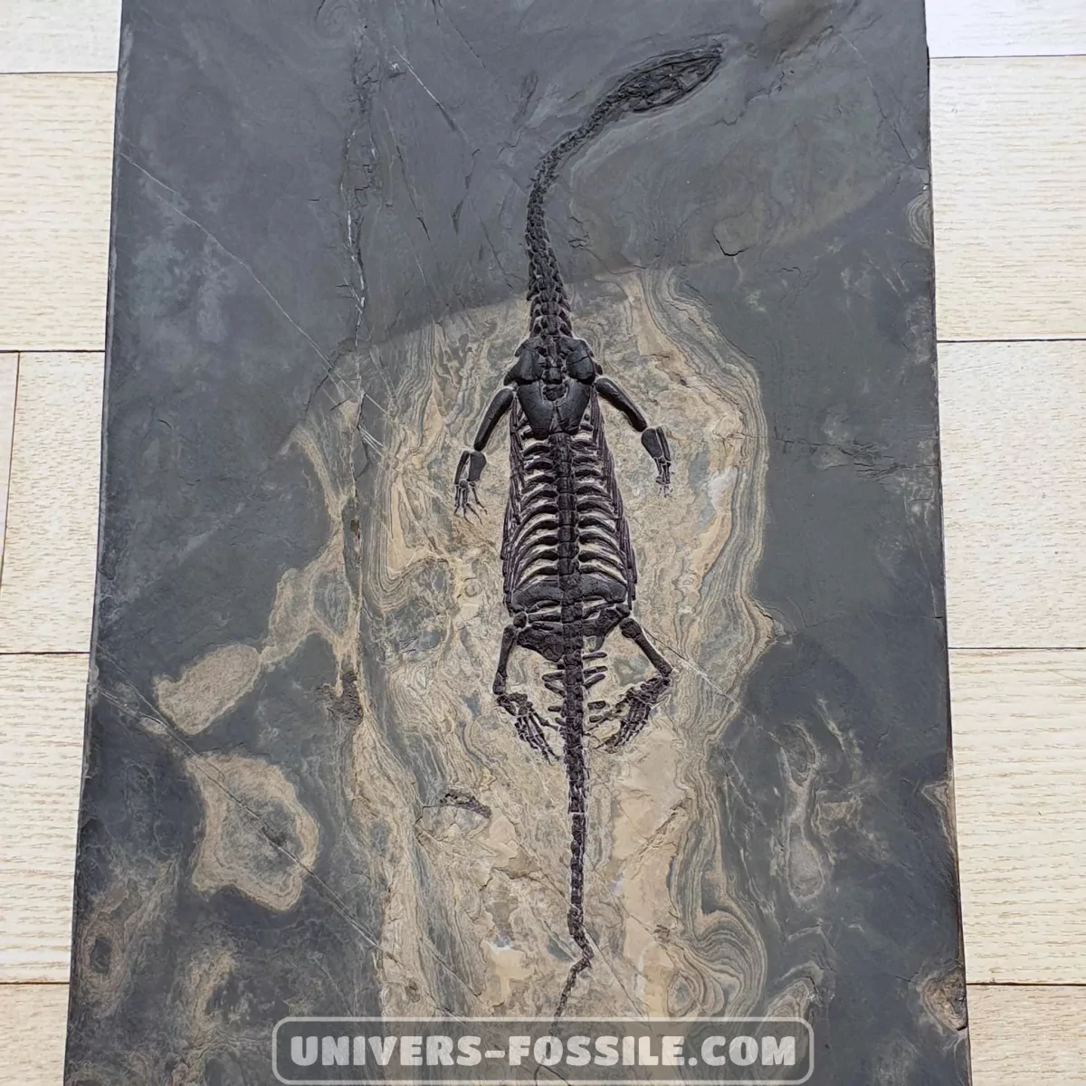 Keichousaurus - Univers Fossile