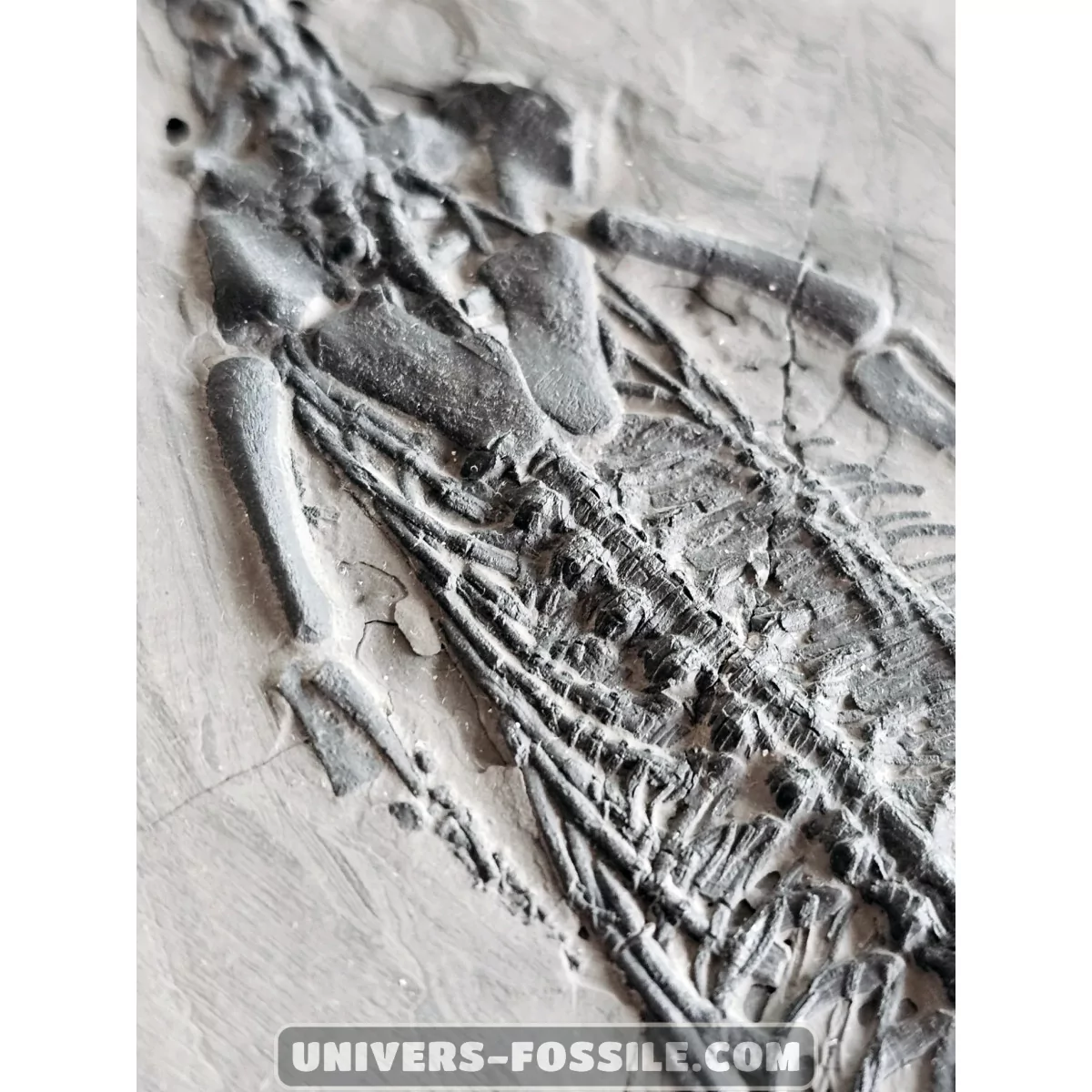 Keichousaurus - Univers Fossile