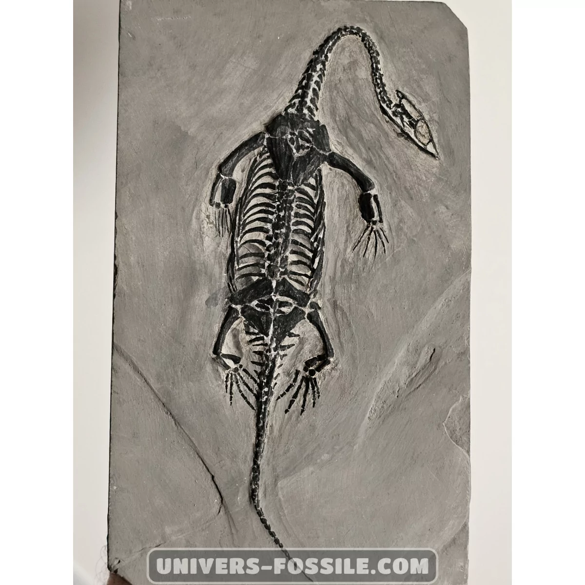 Keichousaurus - Univers Fossile