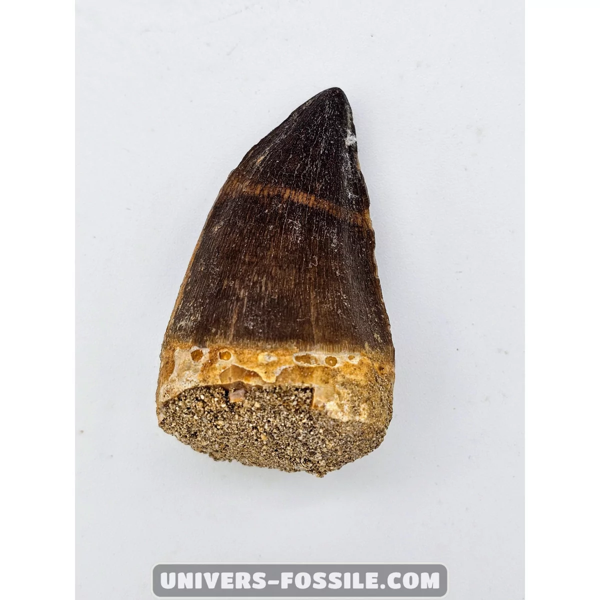 Mosasaur tooth 5.5cm x 3.5cm - Univers Fossile