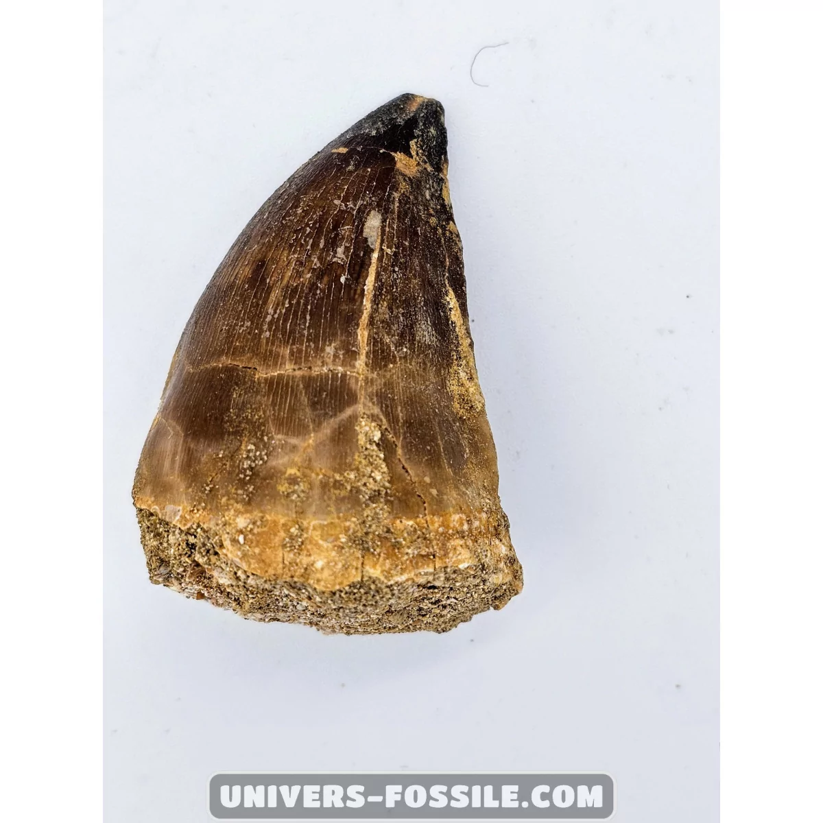 Mosasaur tooth 5.5cm x 4cm - Univers Fossile