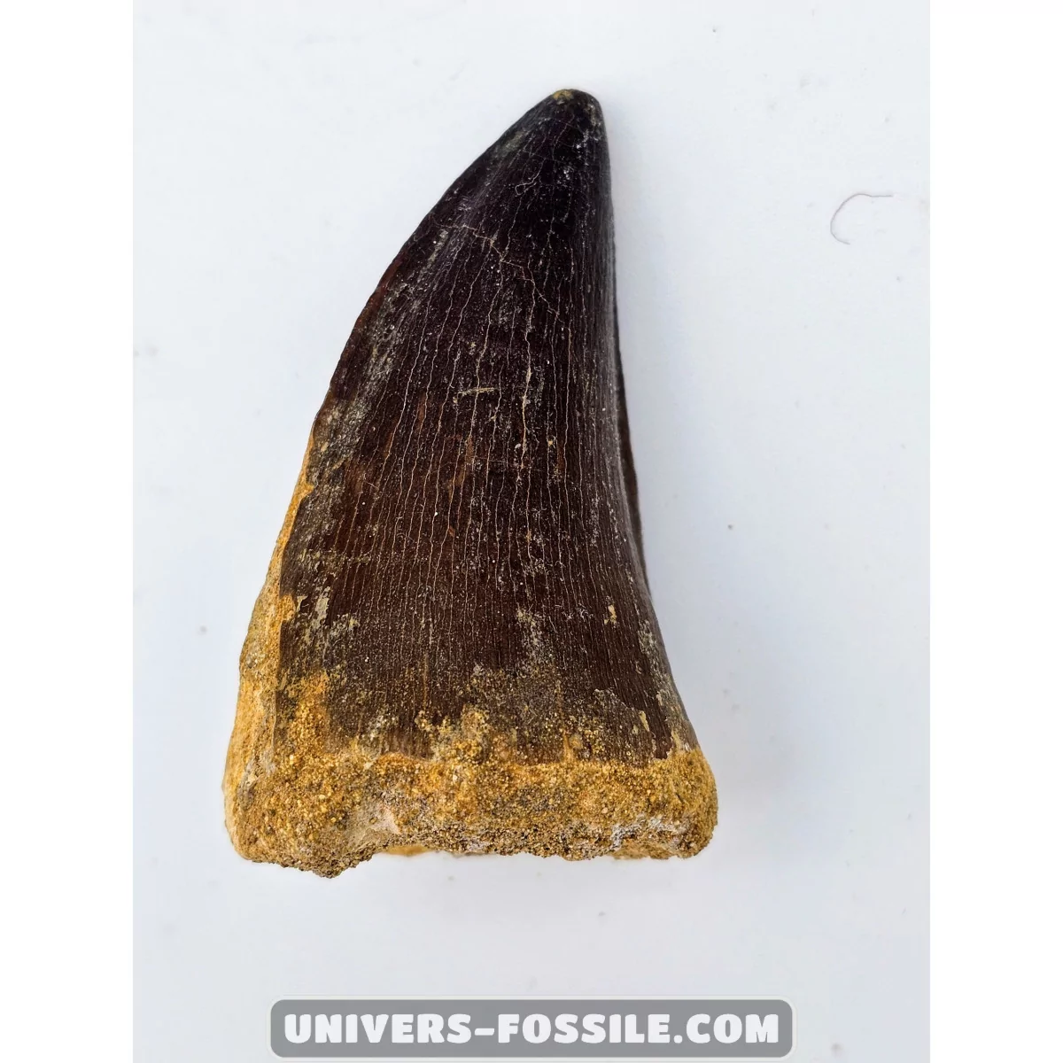Mosasaur tooth 6cm x 3.5cm - Univers Fossile