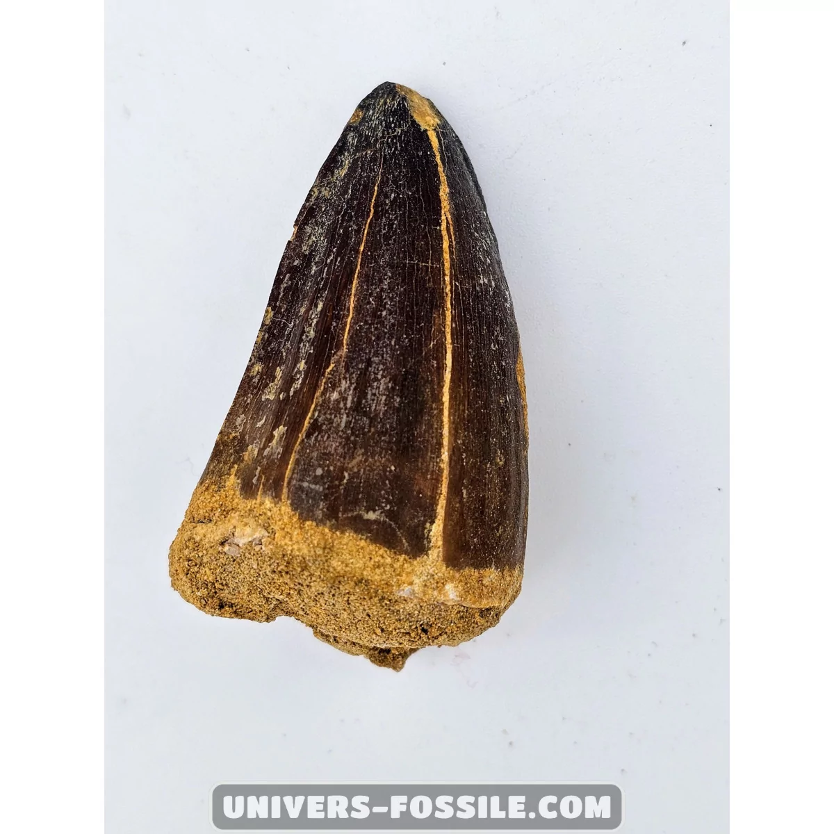 Mosasaur tooth 6cm x 3.5cm - Univers Fossile
