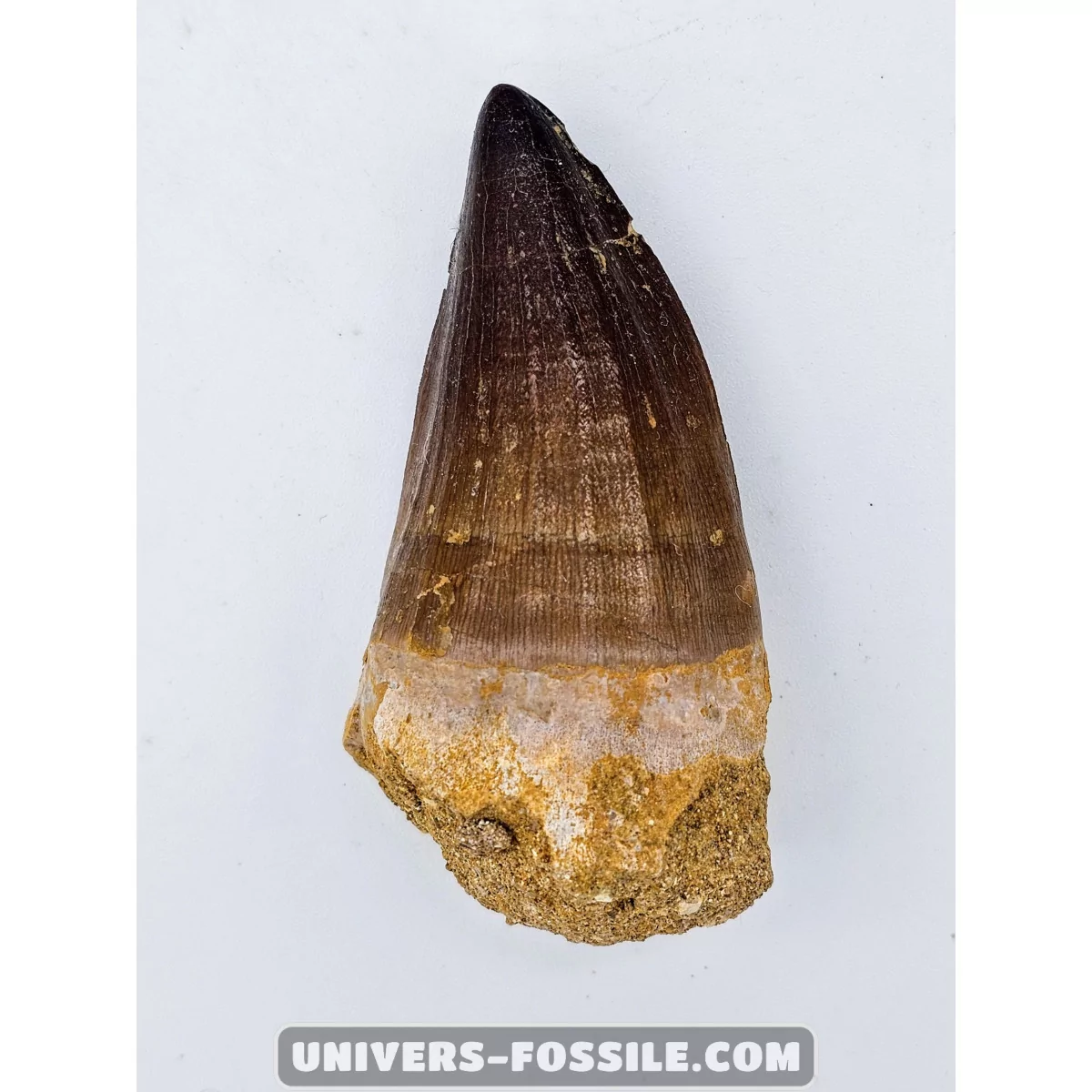 Mosasaur tooth 7.5cm x 4cm - Univers Fossile