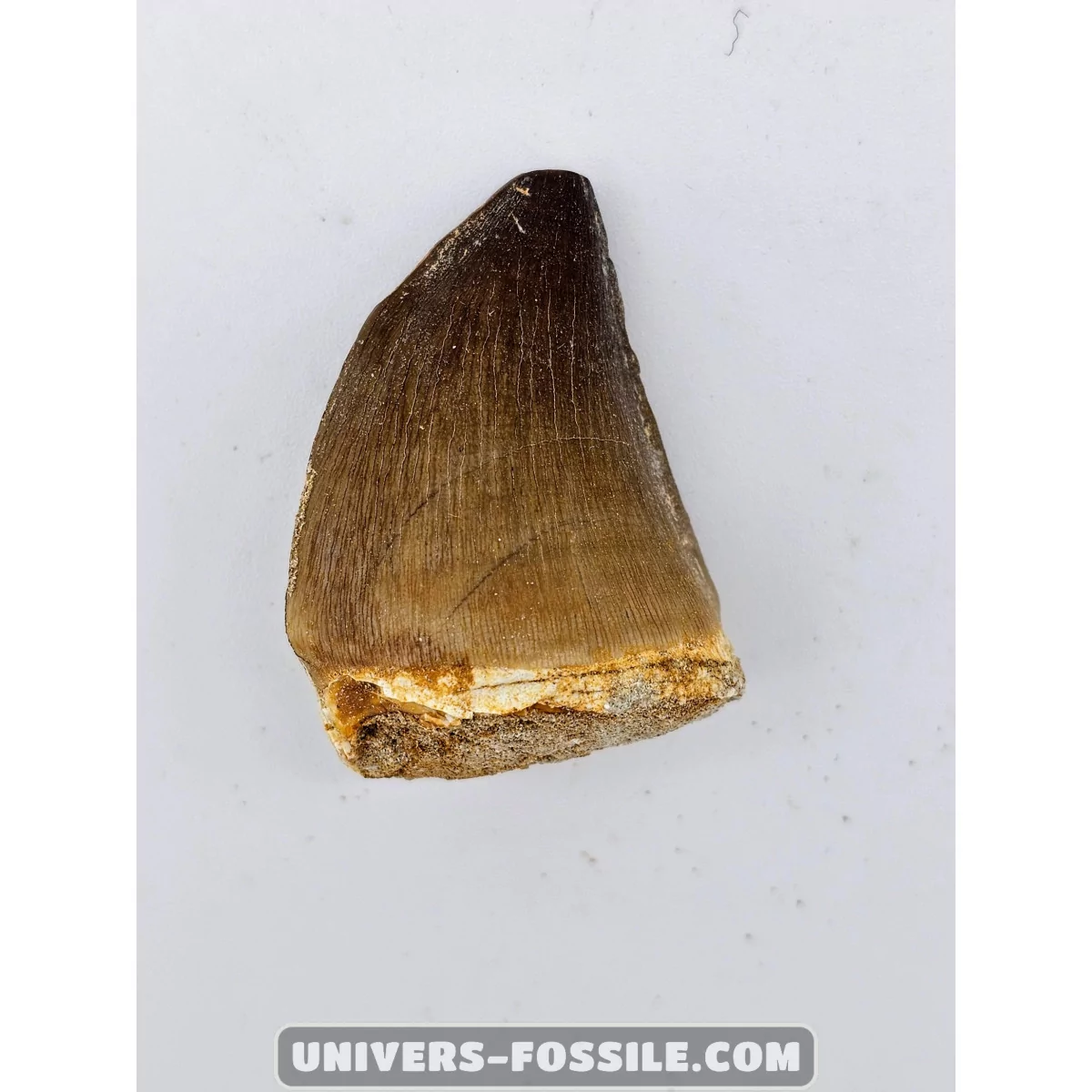 Mosasaur tooth 4cm x 3cm - Univers Fossile