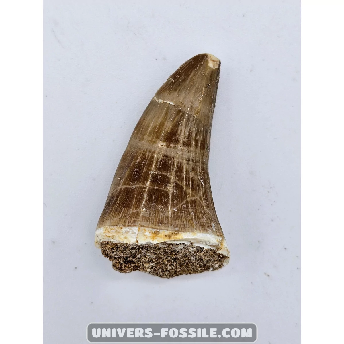 Mosasaur tooth 4cm x 2.5cm - Univers Fossile
