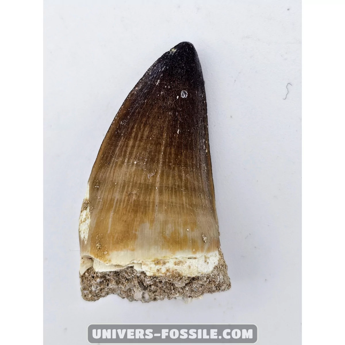 Mosasaur tooth 4.5cm x 2.7cm - Univers Fossile