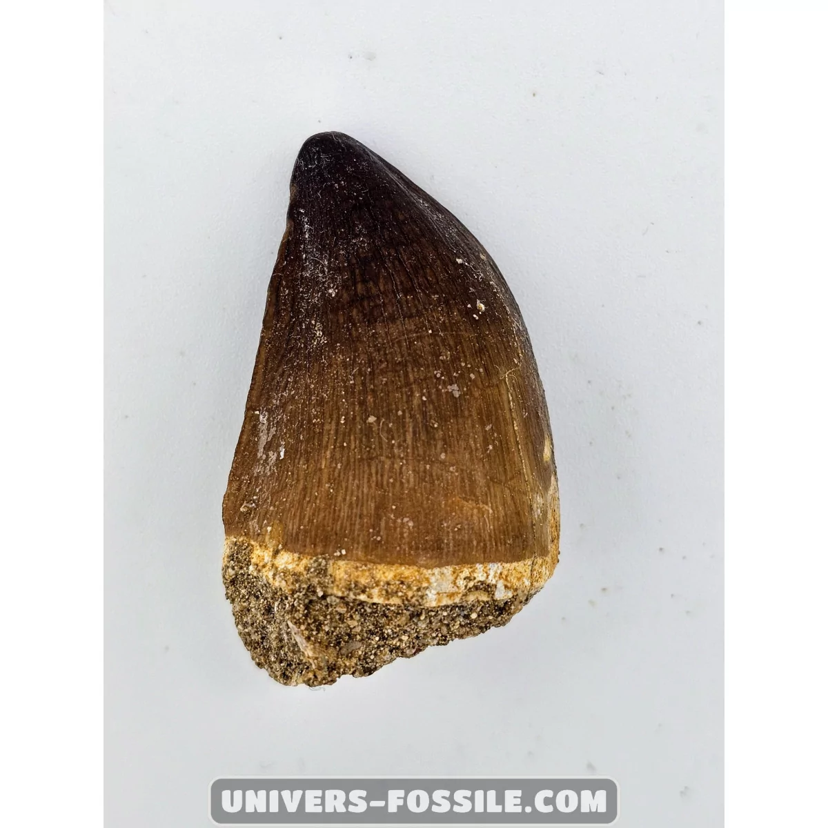 Mosasaur tooth 4cm x 2.5cm - Univers Fossile