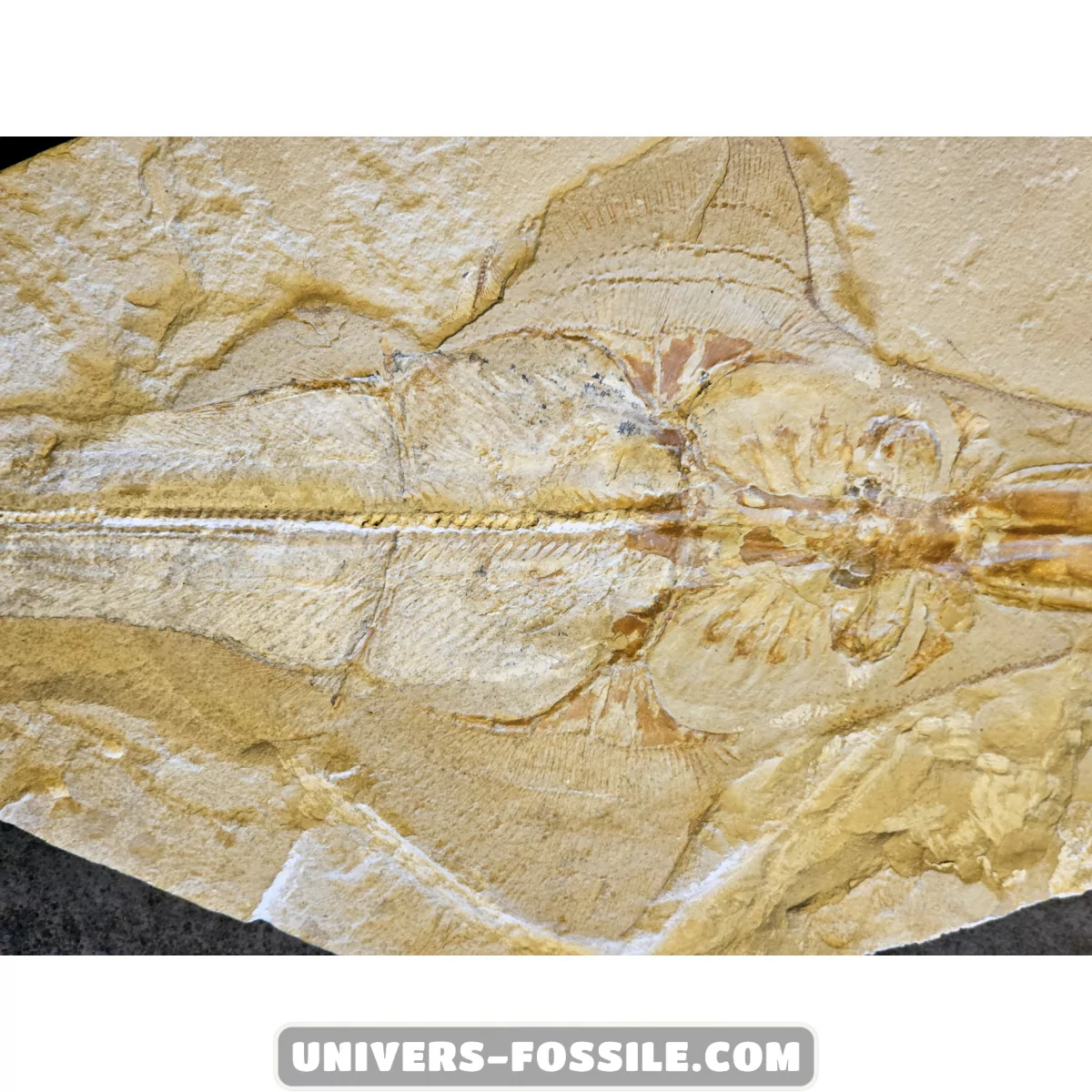 Libanopristis hiram (Sawfish) - Univers Fossile