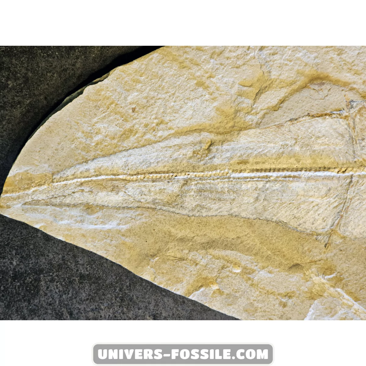 Libanopristis hiram (Sawfish) - Univers Fossile