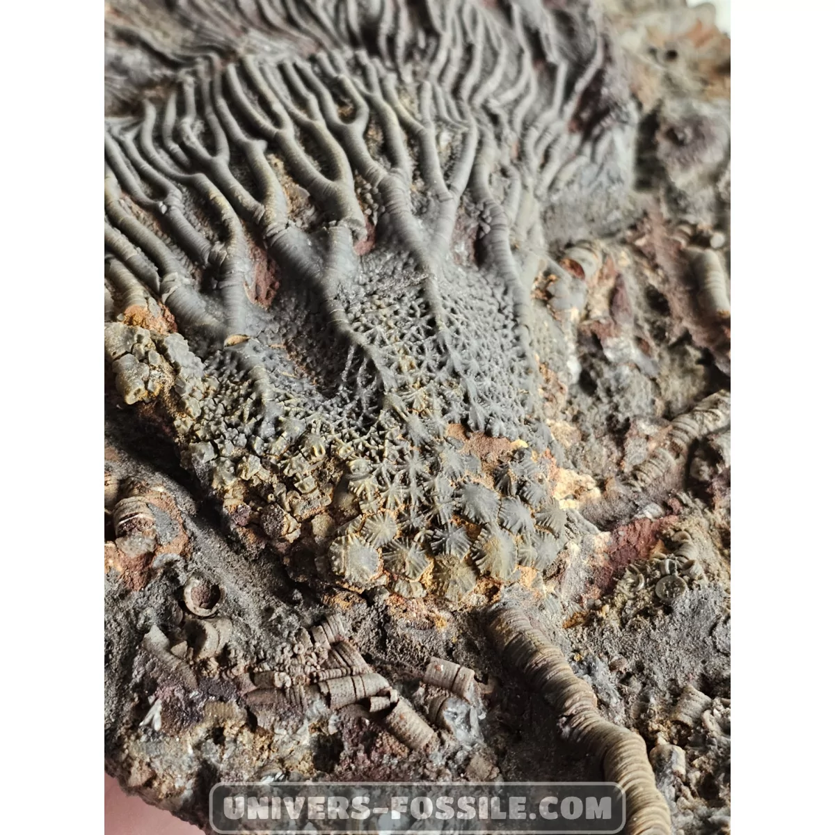 Crinoid - Univers Fossile