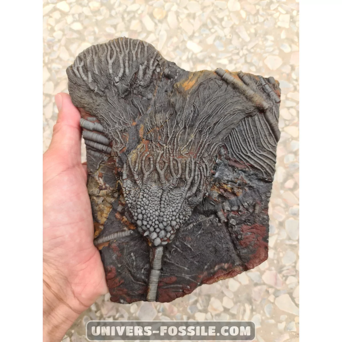 Crinoid - Univers Fossile