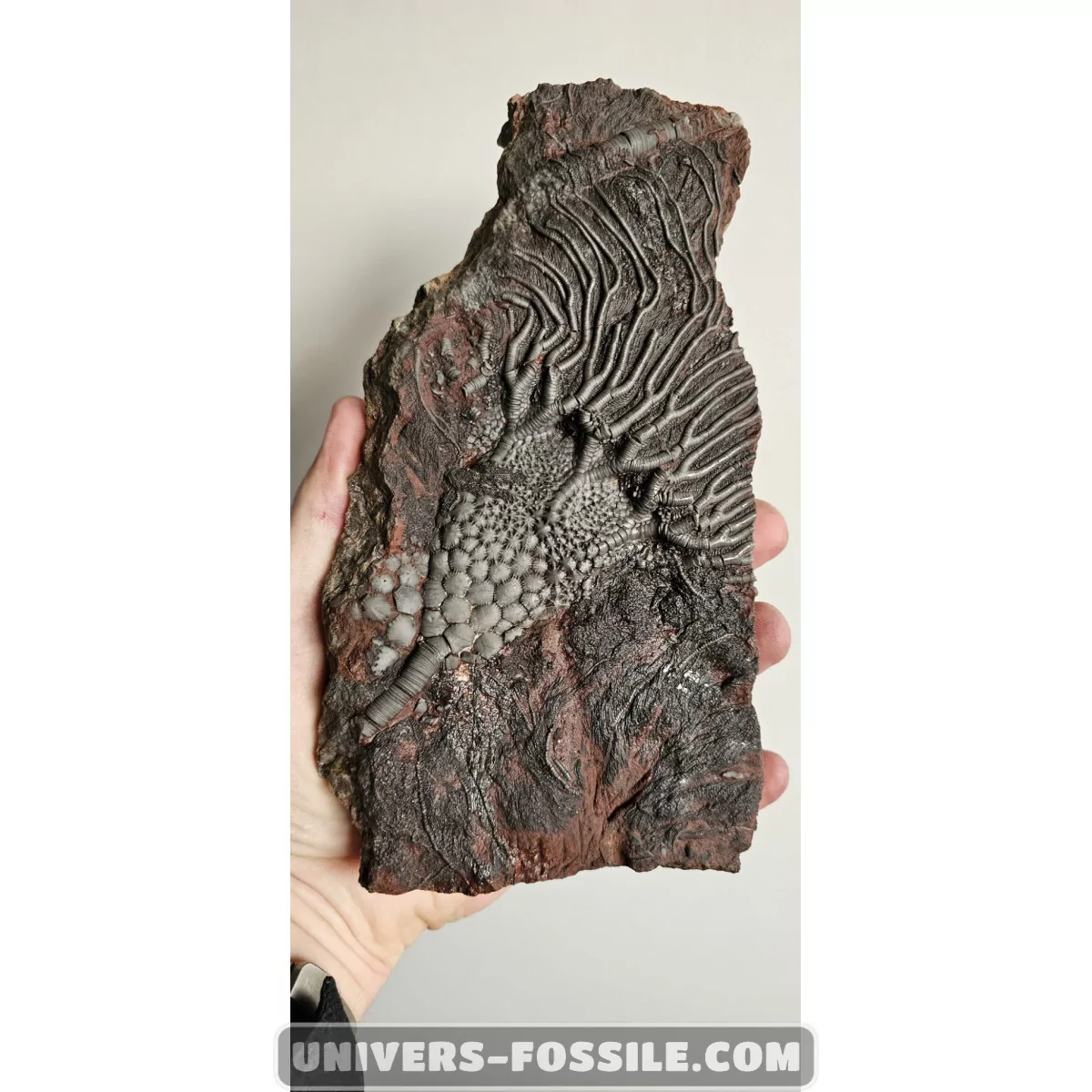 Crinoid - Univers Fossile