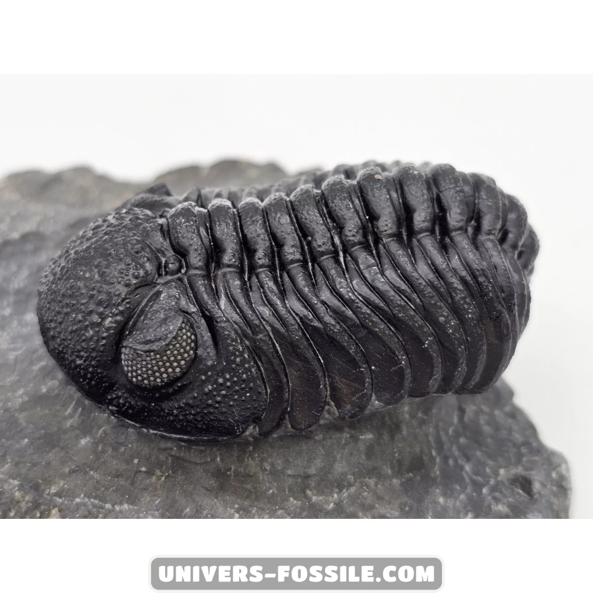 Phacops - Univers Fossile