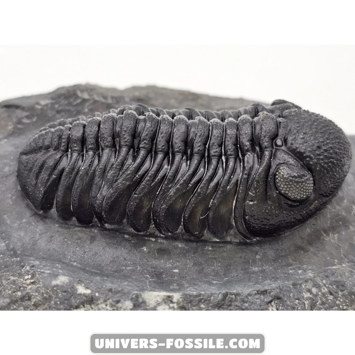 Phacops - Univers Fossile