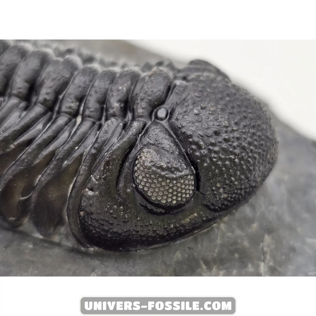 Phacops - Univers Fossile