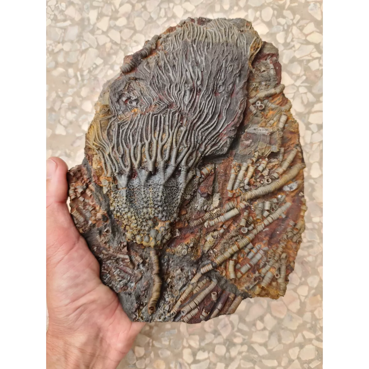 Crinoid - Univers Fossile