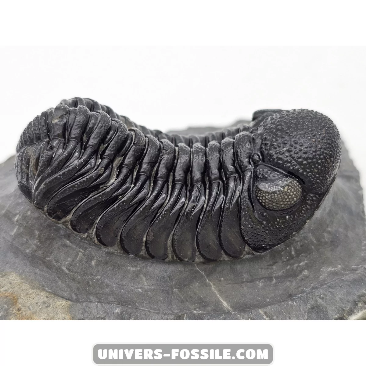 Phacops - Univers Fossile